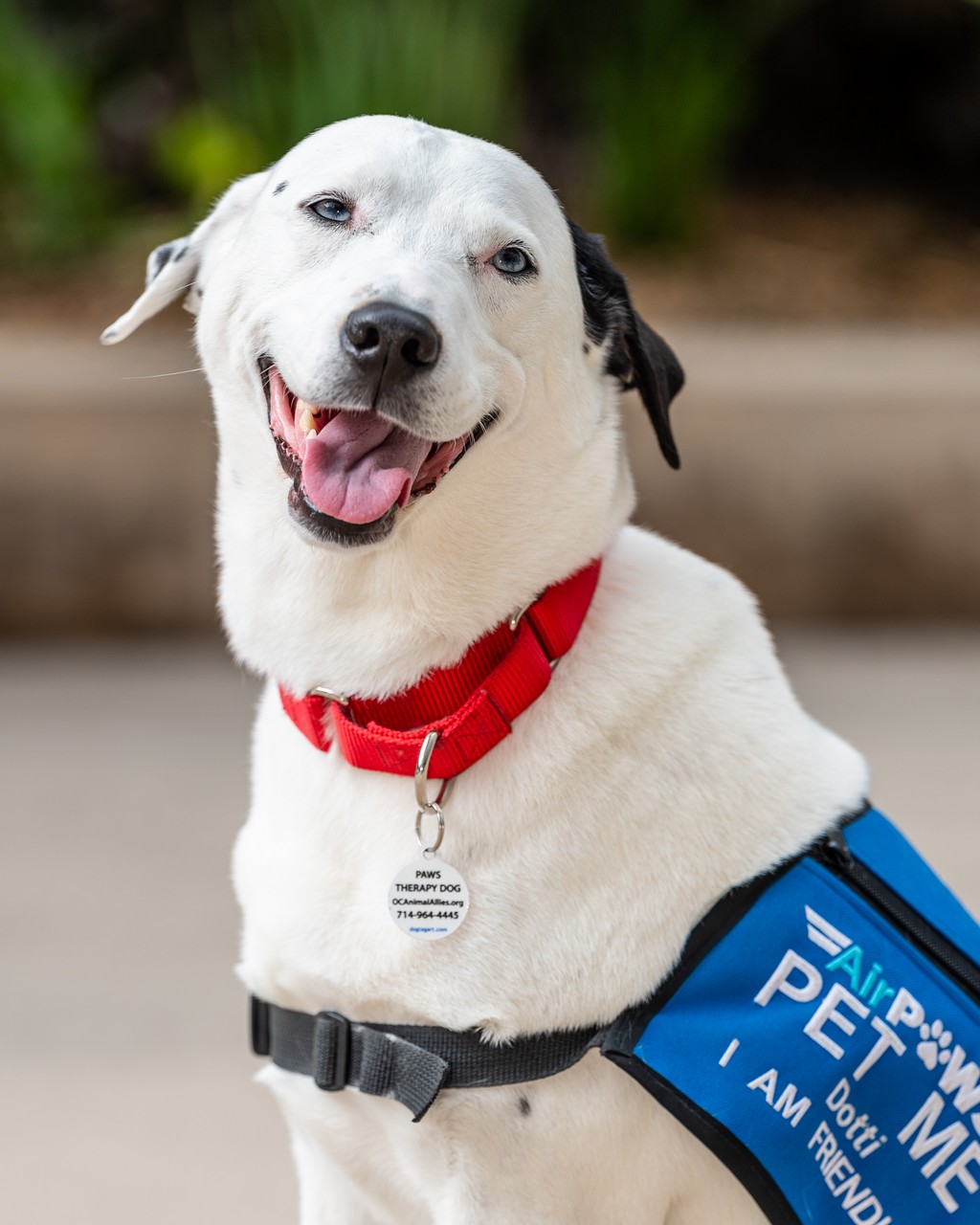 Dottie | John Wayne Airport, Orange County